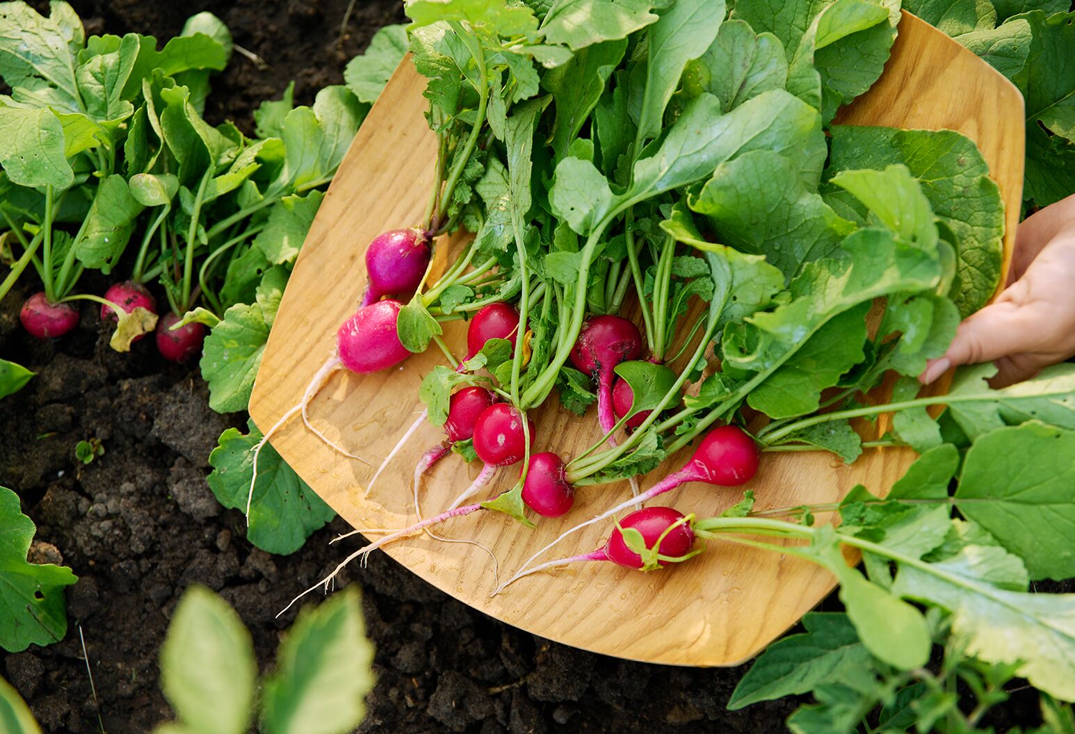 Can You Eat Radish Greens, Anyway? | The Well by Northwell
