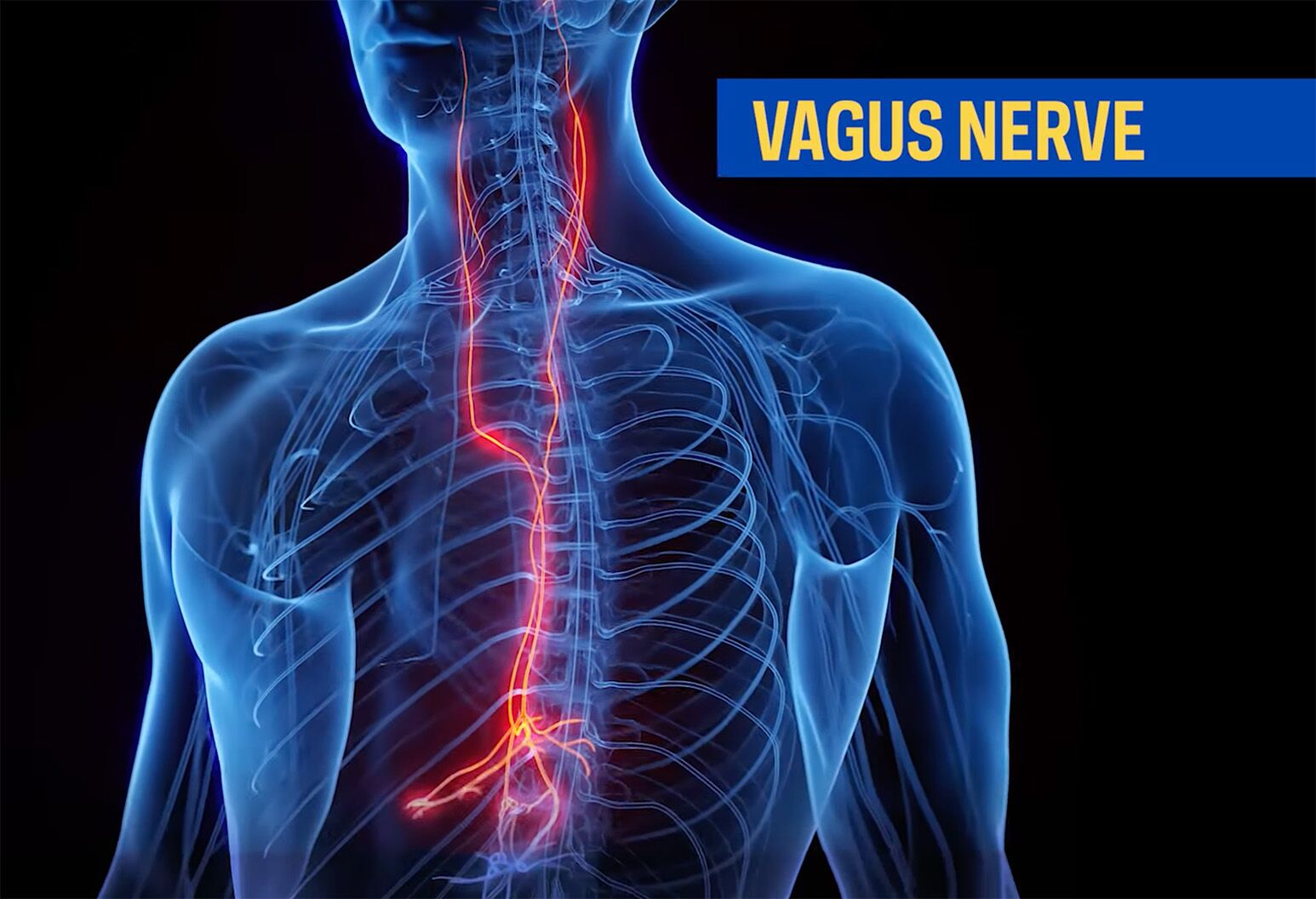 What Is The Vagus Nerve Northwell Health
