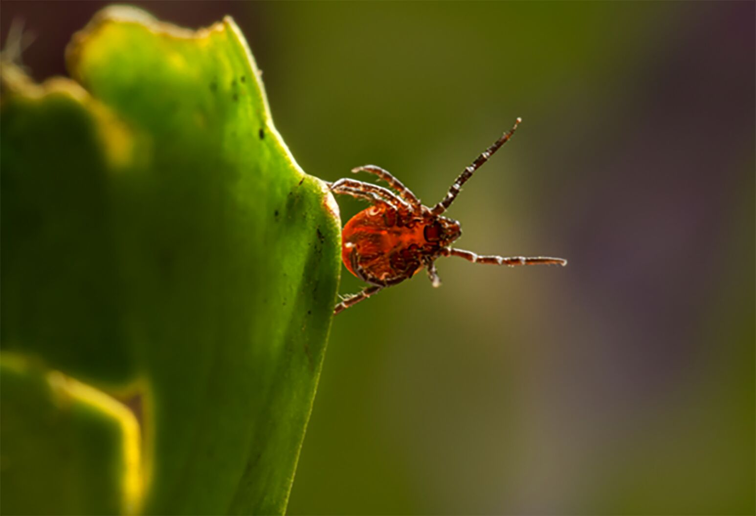 Beyond Lyme disease: Understanding tick-related diseases aids ...