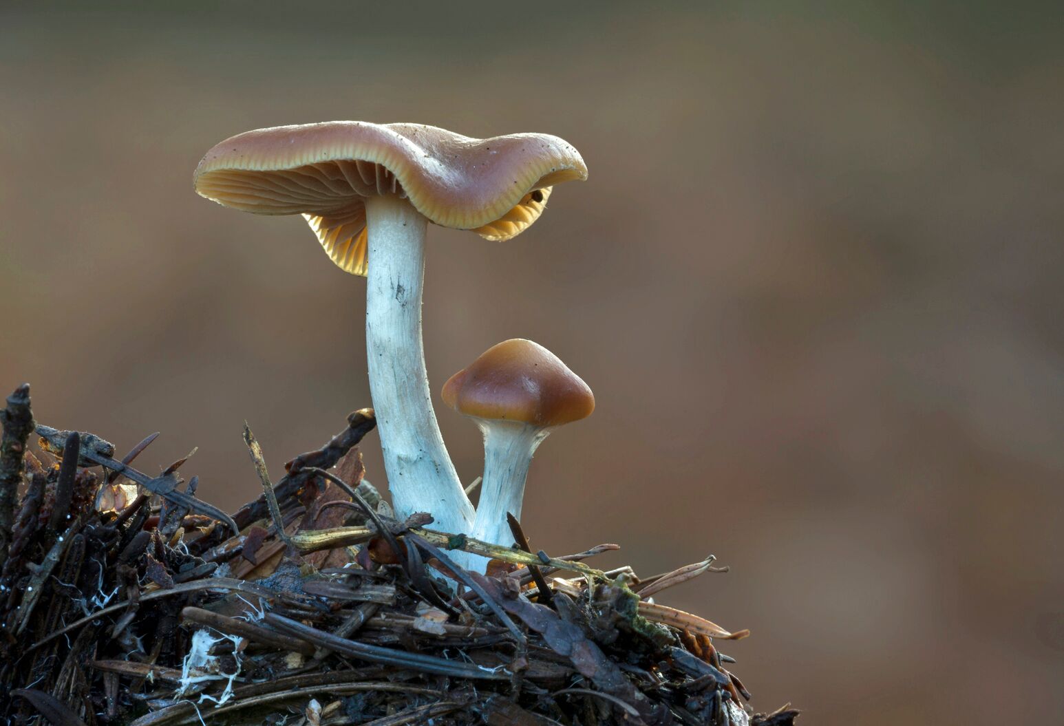 Freaky fungi: Your patients' newest fear | Northwell Health